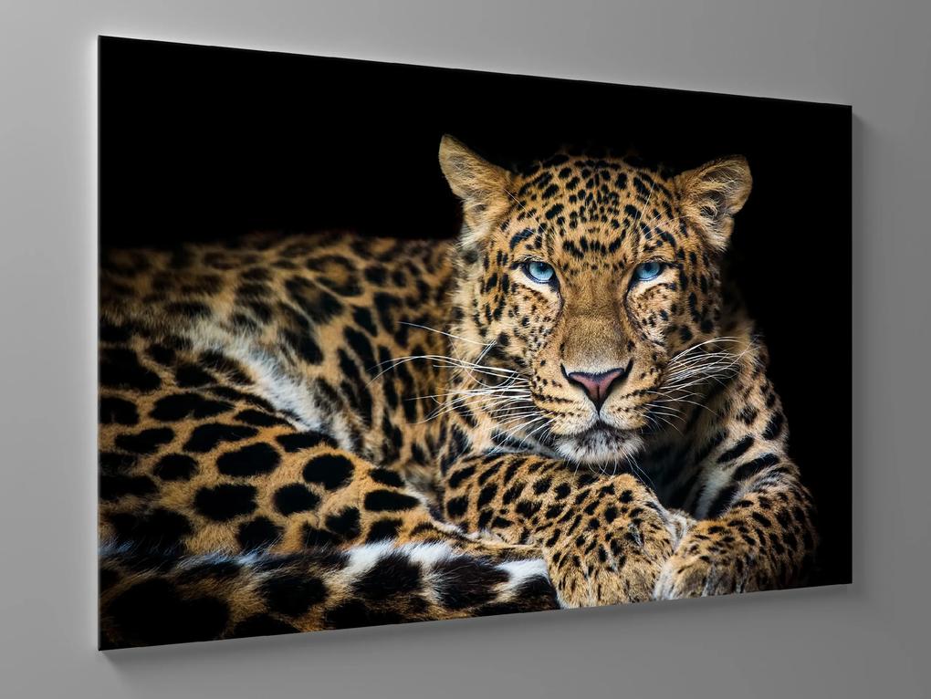 Liox Obraz leopard Rozměr: 90 x 60 cm