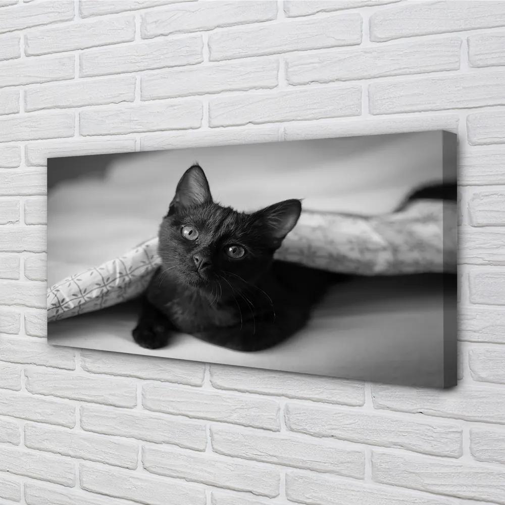 Obrazy na plátně Kočka pod přikrývkou 140x70 cm
