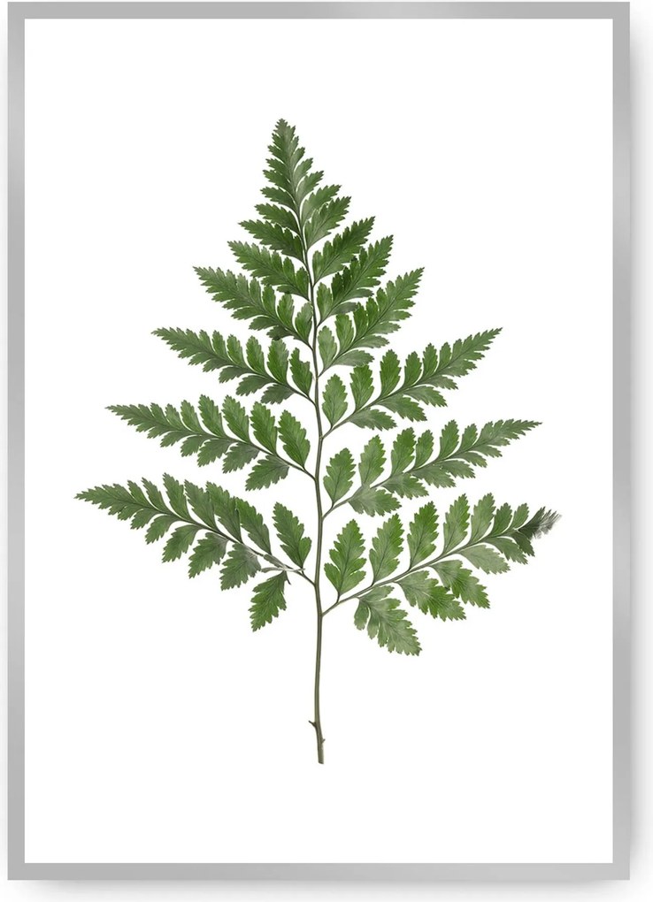 Plakát Fern Green