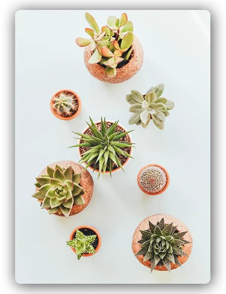 CARO Kovový obraz - Plants In Pots 40x60 cm