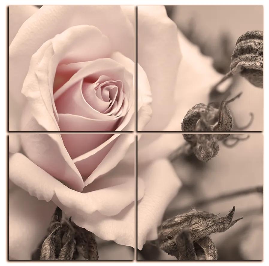 Obraz na plátně - Růže a uschlé rostliny - čtverec 3225FE (60x60 cm)