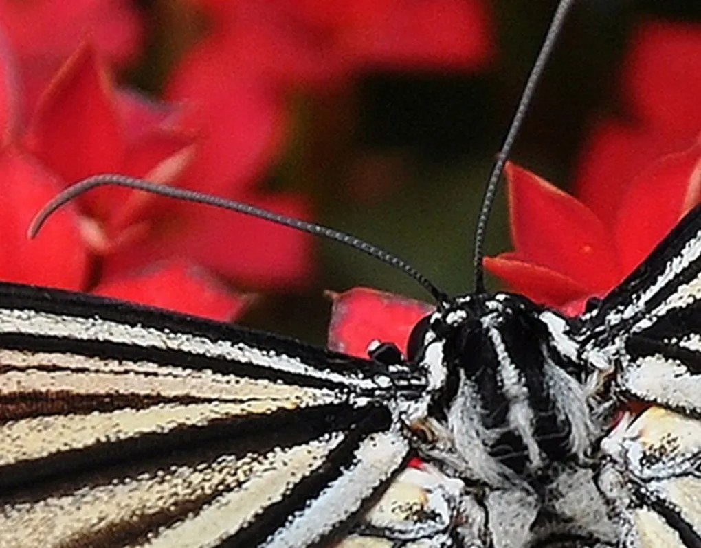 Malvis ® Obraz Černobílý motýl Velikost: 150x100 cm