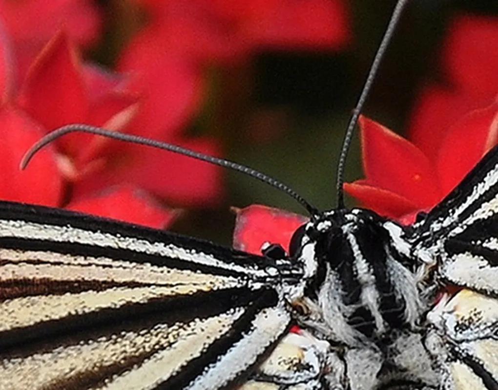 Malvis ® Obraz Černobílý motýl Velikost: 90x60 cm
