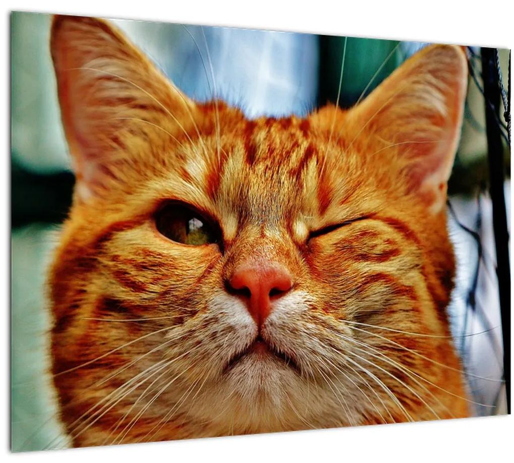Obraz mrkající kočky (70x50 cm)