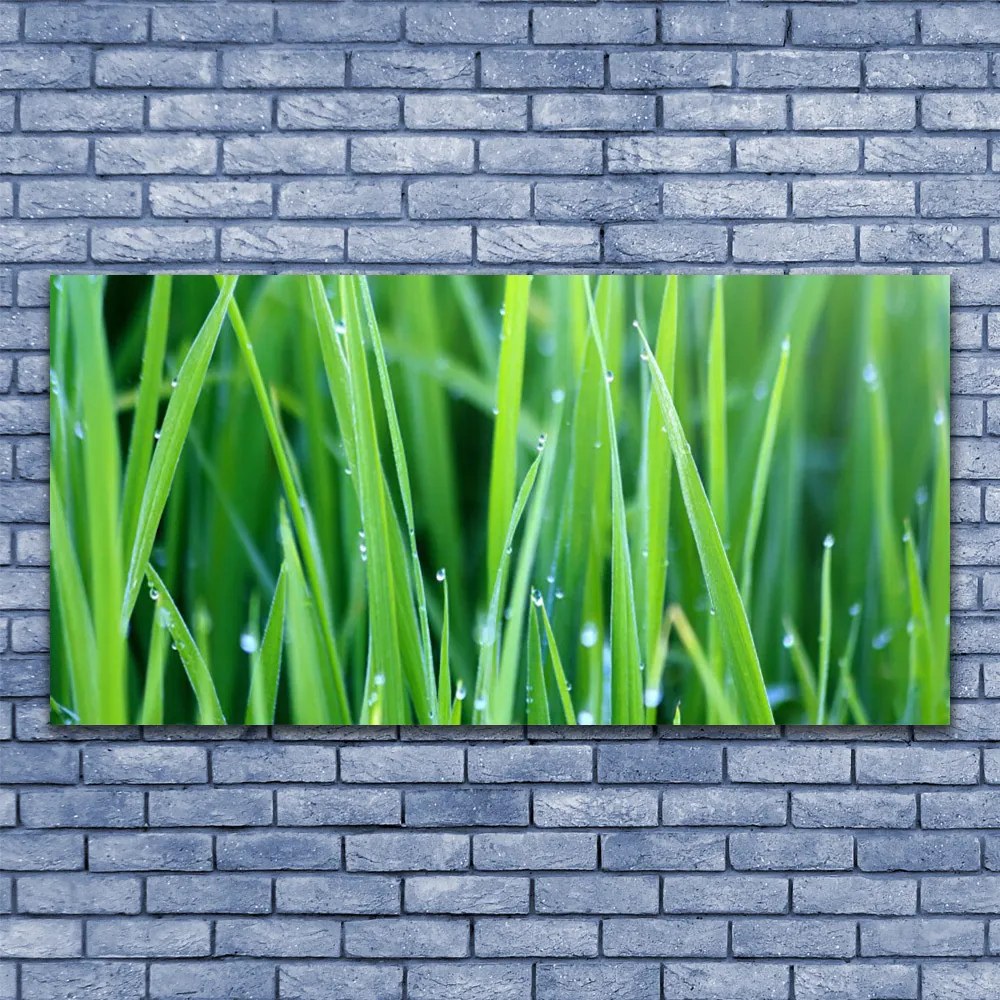 akrylový obraz Tráva Kapky Rostlina Příroda 120x60 cm