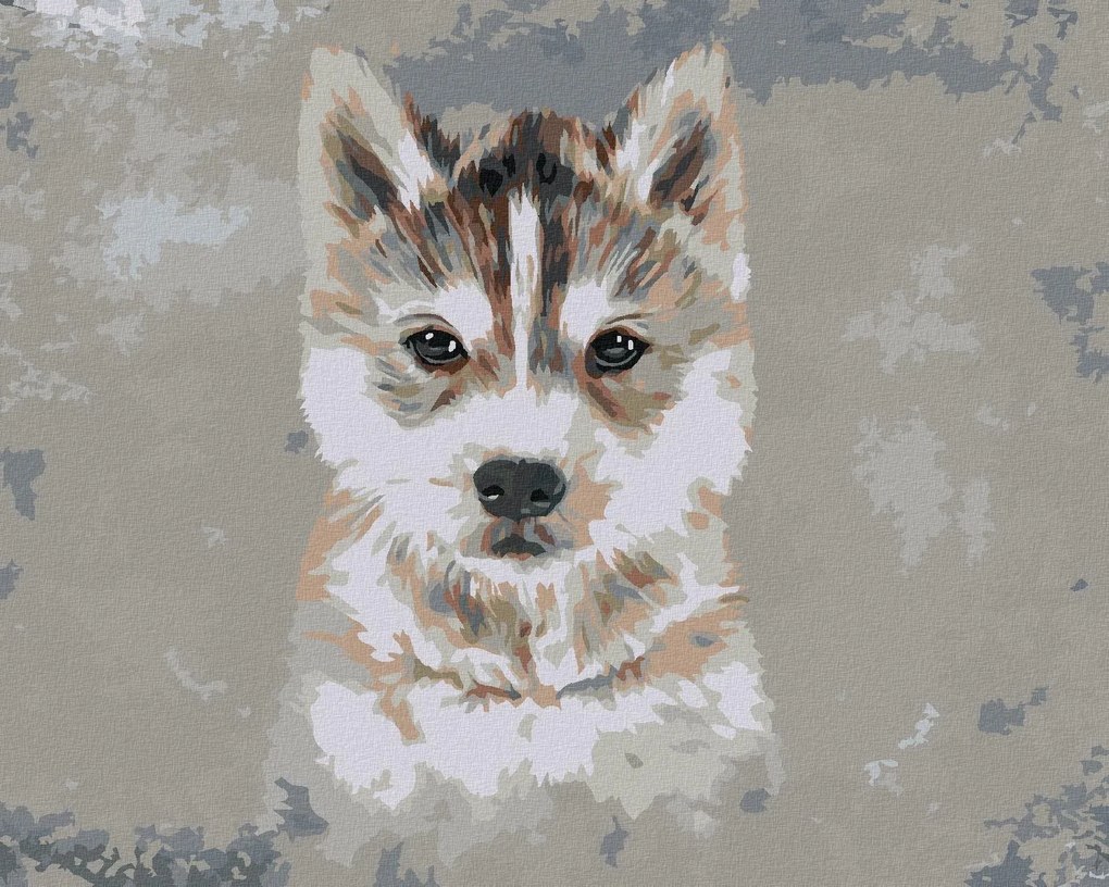 Malování podle čísel husky na šedém pozadí, 40x50 cm, vypnuté plátno na rám