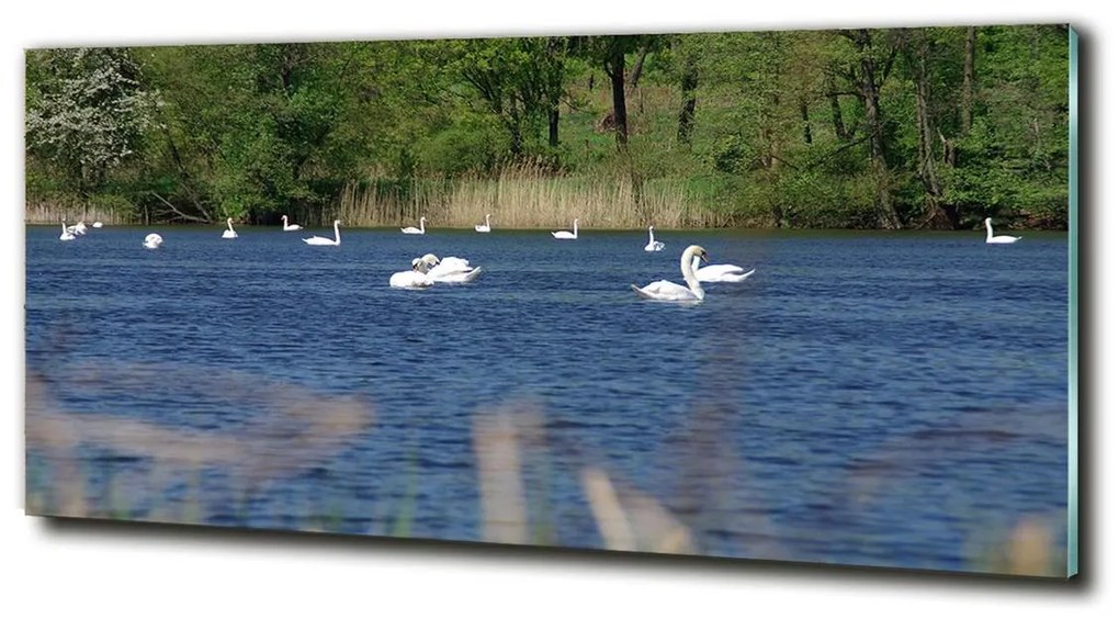 Foto obraz fotografie na skle Bílé labutě