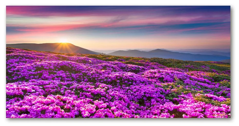 Wallmuralia Foto-obrah sklo tvrzené Květiny v horách 100x50 cm