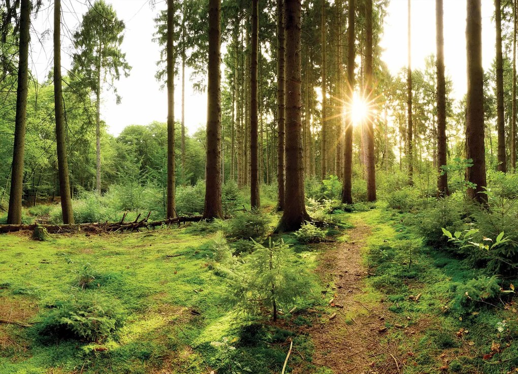 Malvis Tapeta Lesní krajina Vel. (šířka x výška): 288 x 200 cm