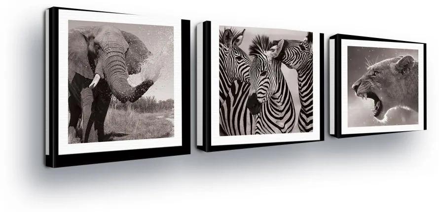 GLIX Obraz na plátně - Černobílé, Zvířecí Trio II 3 x 25x25 cm