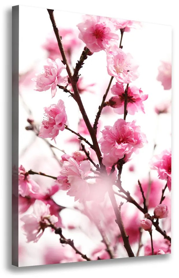 Wallmuralia Foto obraz na plátně Květy slivoně 70x100 cm