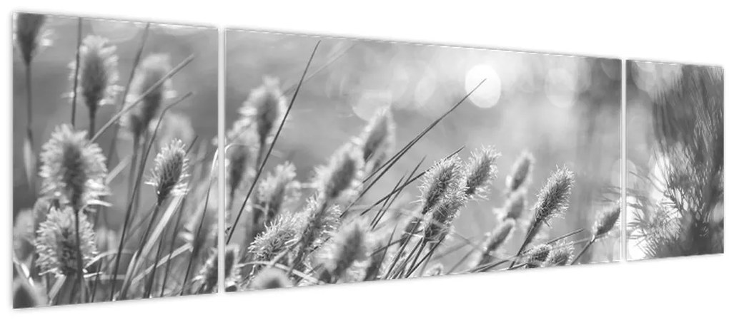 Obraz - Béžová soft grass N⁰1 (170x50 cm)
