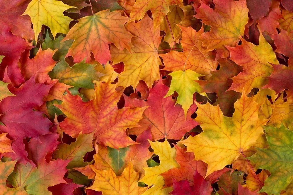 Fototapeta listy podzimu - 450x300 cm