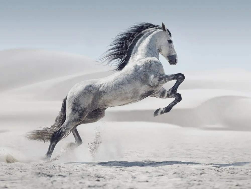 Vícedílný obraz Kůň V Poušti 3D Nedostatek Nedostatek Plátno Canvas 200x150