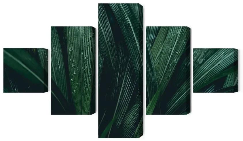 Vícedílný obraz Tmavě Zelené Listy Na Makro Stupnici Nedostatek Nedostatek Přírodní plátno 200x120