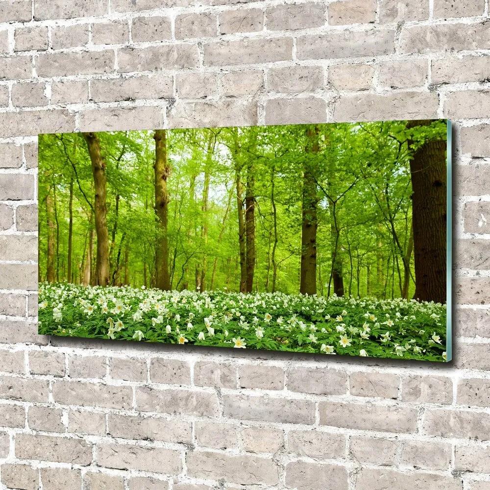 Wallmuralia Foto obraz skleněný horizontální Květiny v lese 140x70 cm
