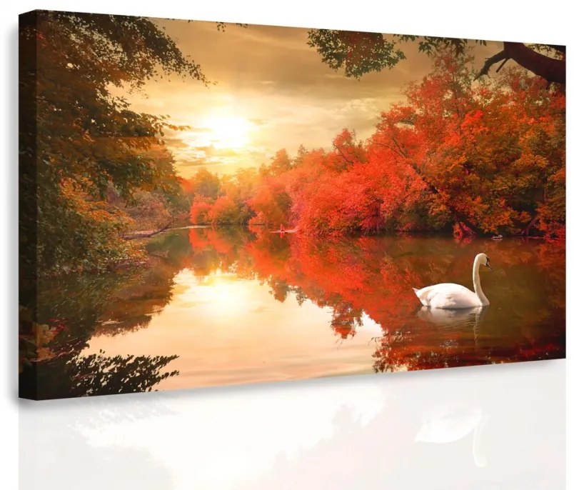 Obraz - Plující labuť (90x60 cm) - InSmile ®