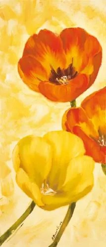 Tulipány 1ZD - 10 x 35 cm
