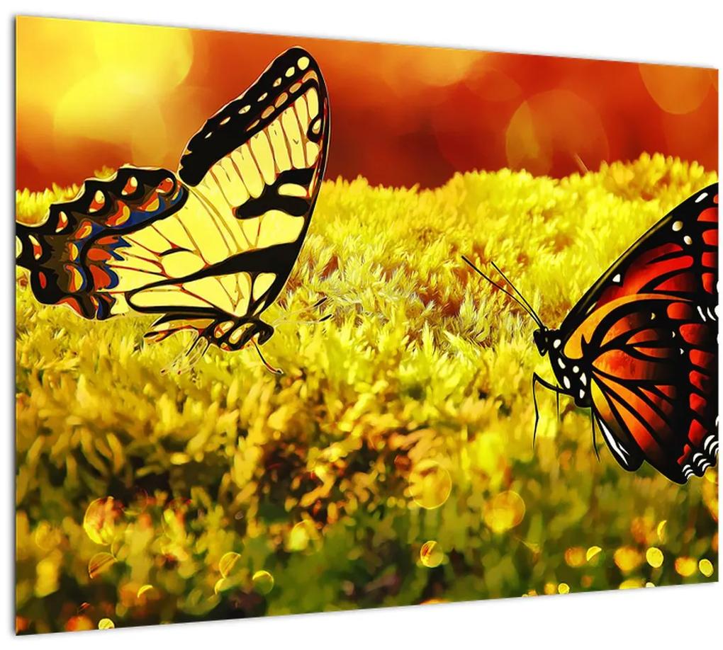 Obraz motýlů (70x50 cm)