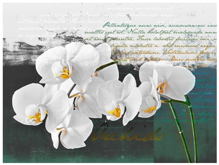Fototapeta - Orchid - poet's inspiration