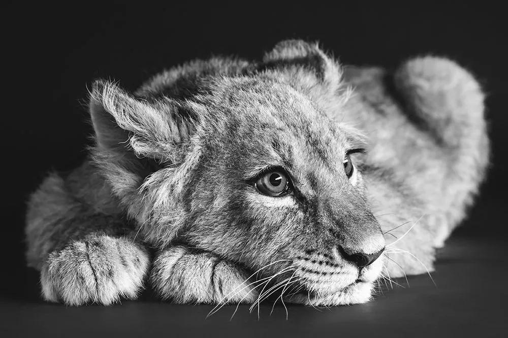 Samolepící fototapeta mládě lva v černobílém - 300x200 cm