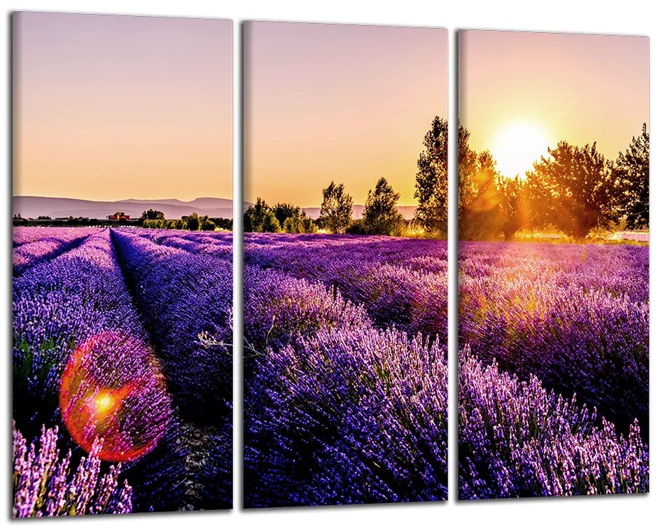 Obraz na plátně Pole v Provence 3038BX