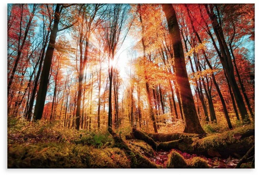 Obraz podzimní slunce Velikost (šířka x výška): 150x100 cm