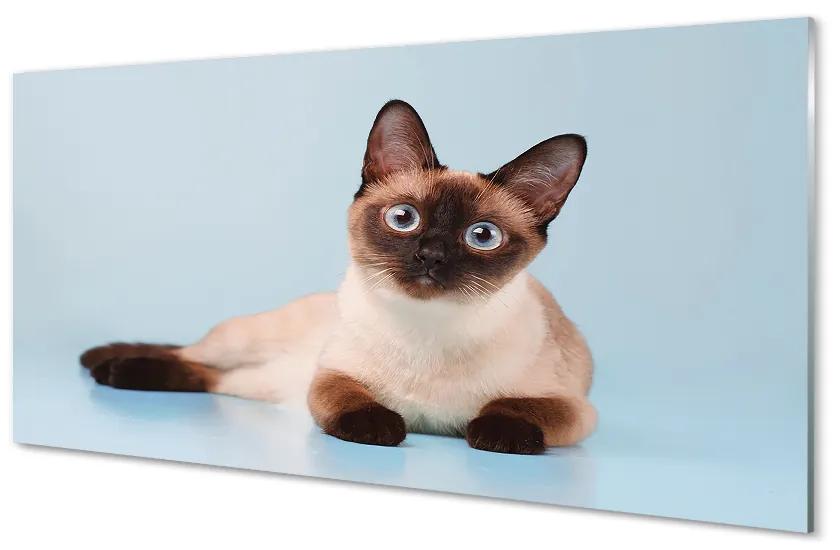 akrylový obraz ležící kočka 125x50 cm