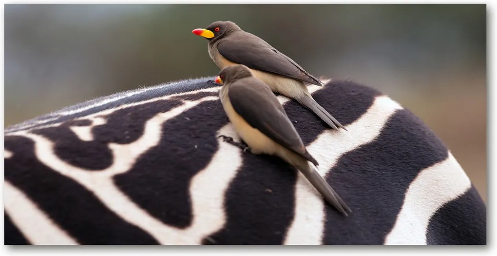 Foto obraz sklo tvrzené Ptáci a zebra