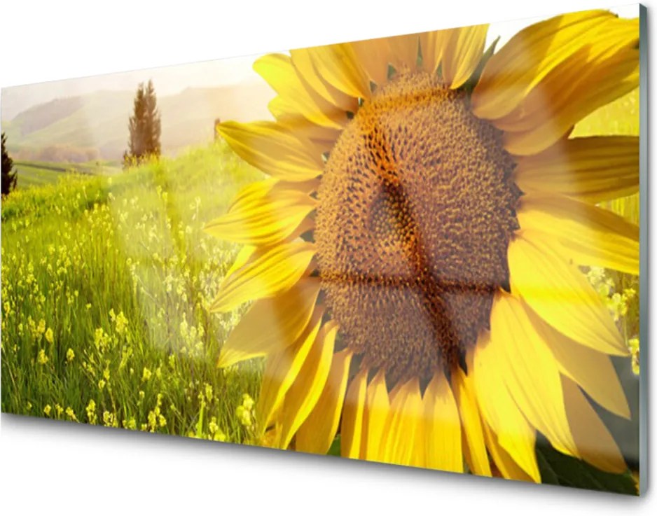 Skleněný obraz Slunečnice Květ Rostlina
