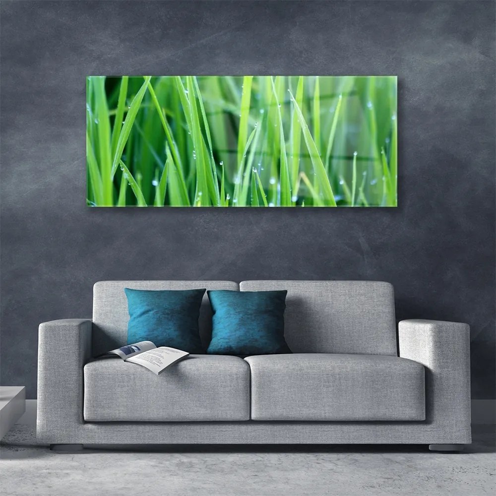 akrylový obraz Tráva Kapky Rostlina Příroda 125x50 cm
