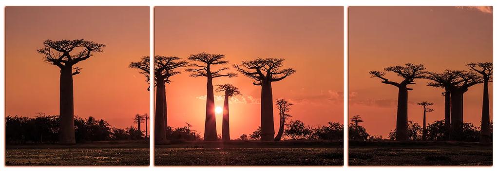 Obraz na plátně - Baobaby při západu slunce - panoráma... 505FC (90x30 cm)