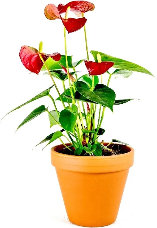 Gardners.cz Anthurium červená, průměr 12 cm Anturie, Toulitka chvostokvětá, Prasečí ocásek