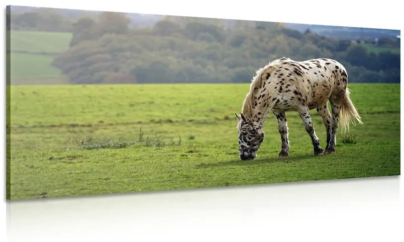 Obraz kůň na louce - 100x50