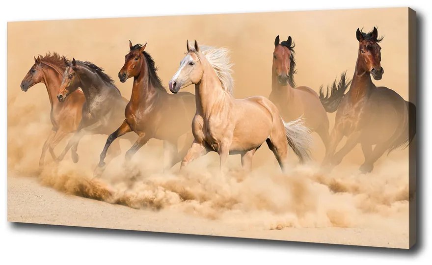 Wallmuralia Foto obraz na plátně Koně poušť 100x50 cm