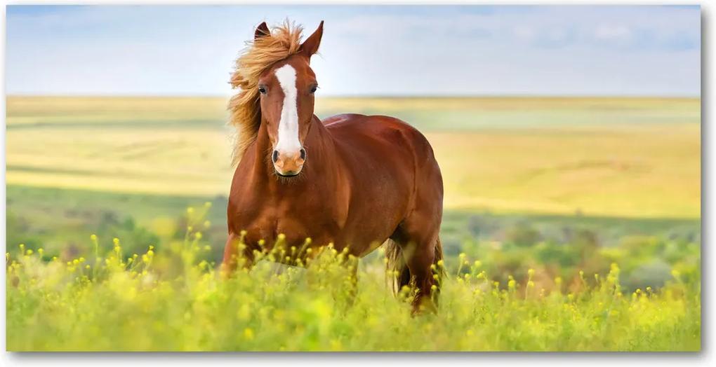 Moderní akrylový fotoobraz Hnědý kůň