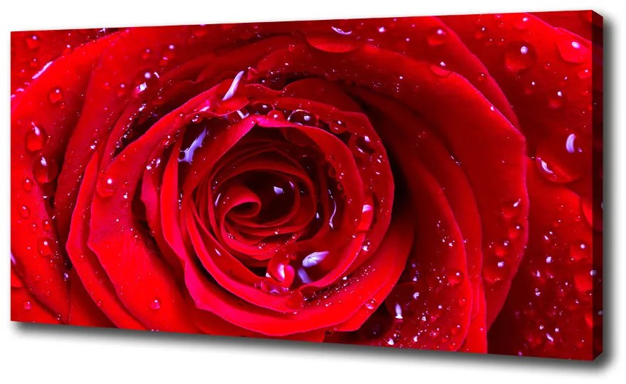 Wallmuralia Foto obraz canvas Květ růže 100x50