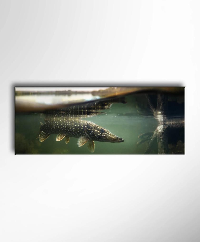 Malvis ® Obraz Štika pod vodou ROZMĚR (šířka x výška): jednodílný obdélník 100x45 cm