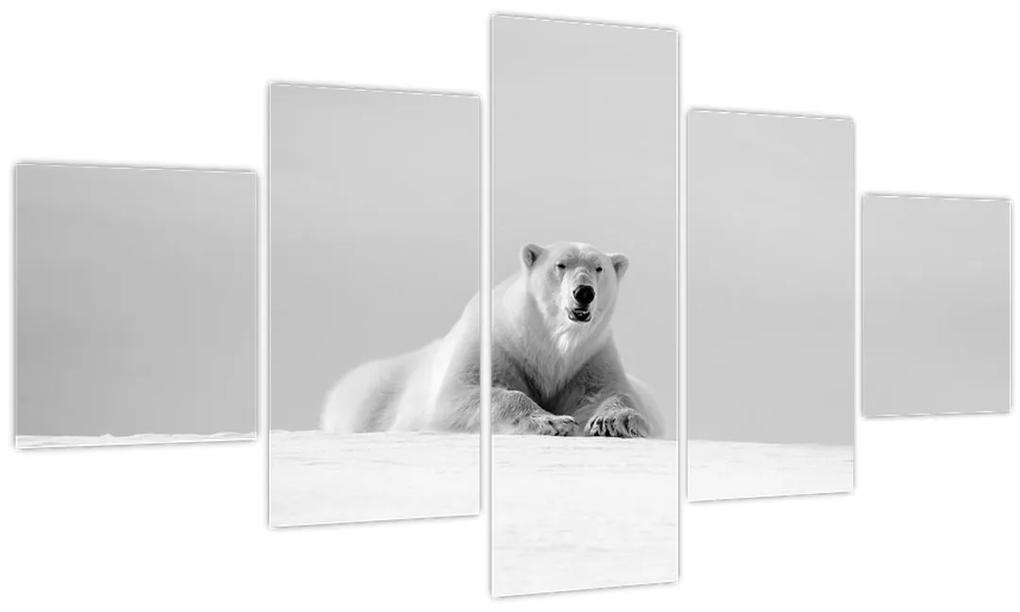 Obraz - Lední medvěd, černobílá (125x70 cm)