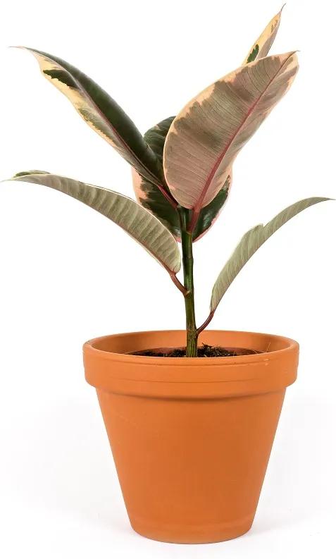 Pokojová rostlina Ficus elastica Belize, průměr 12 cm