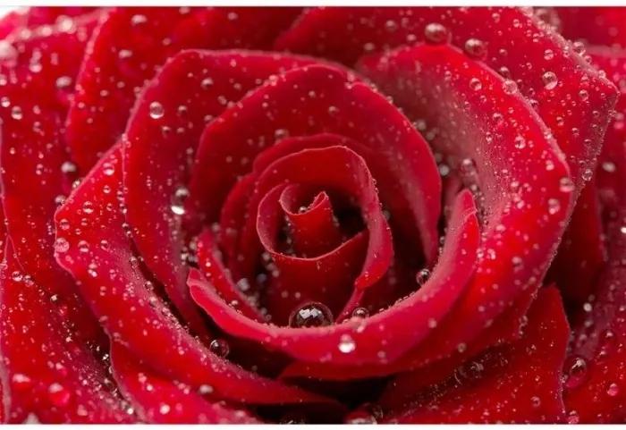 DIMEX | Samolepicí vliesová fototapeta na zeď Červená růže MA-5-0138 | 375 x 250 cm | červená