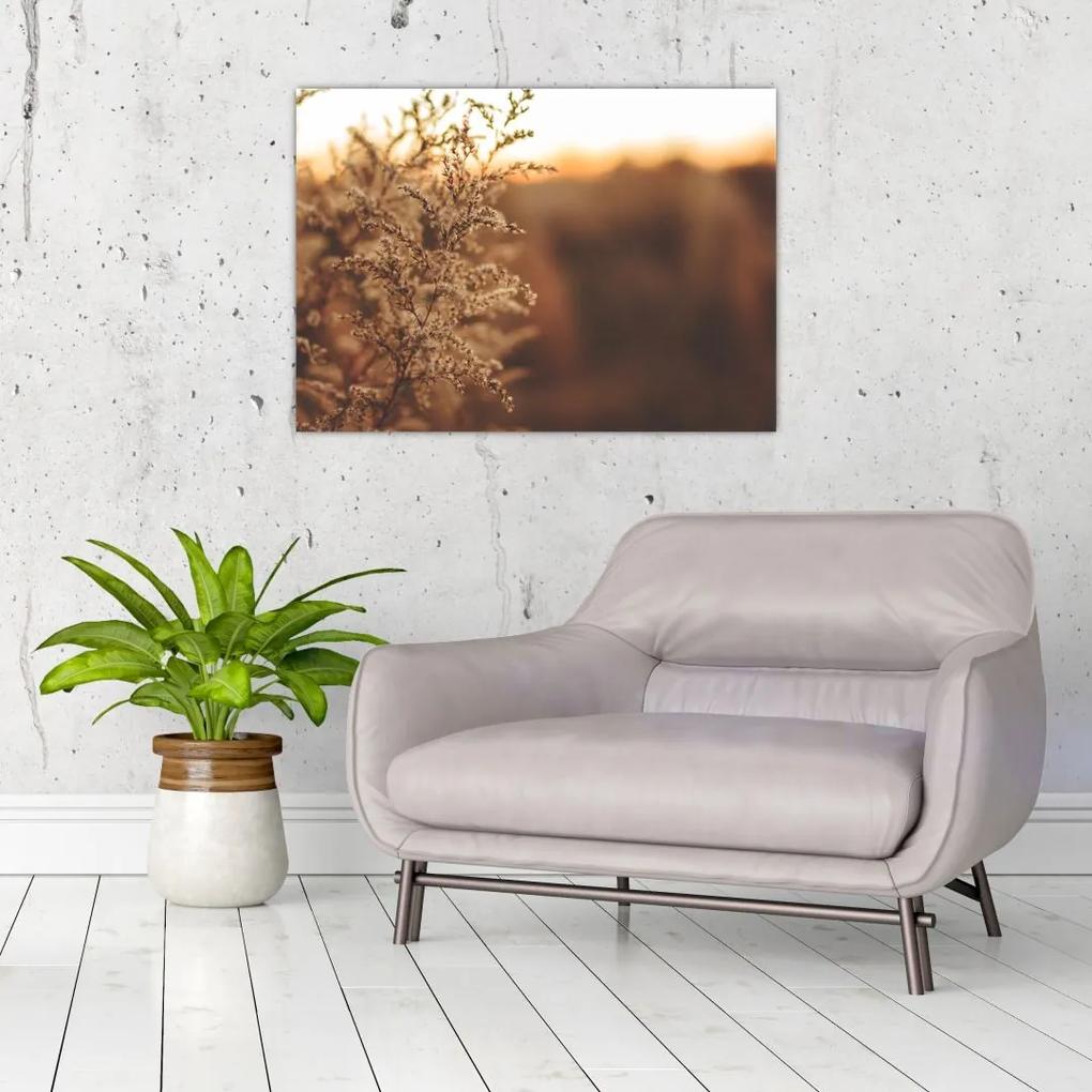 Skleněný obraz kvetoucí trávy (70x50 cm)