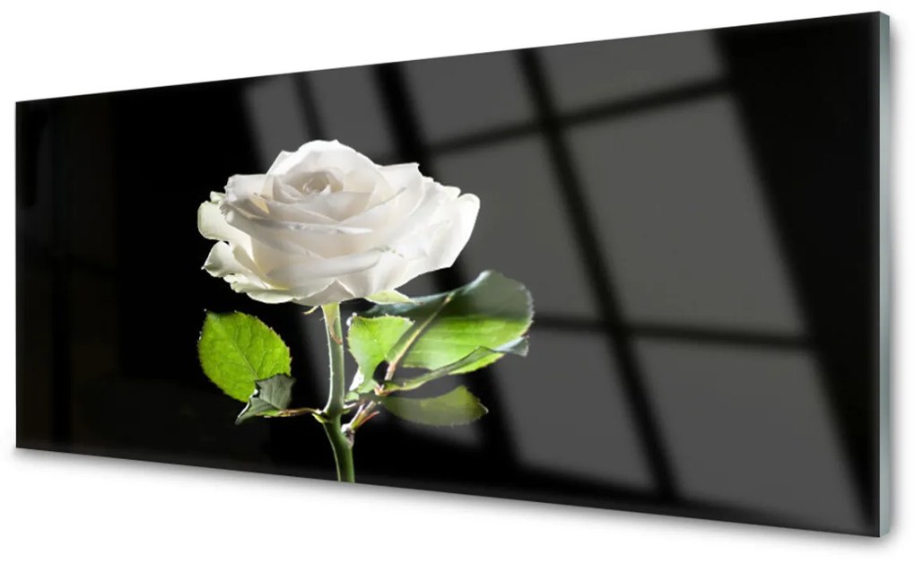Skleněný obraz Růže Květ Rostlina
