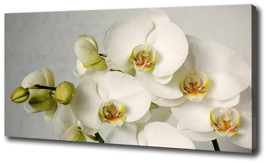 Wallmuralia Foto obraz na plátně Bílá orchidej 100x50 cm