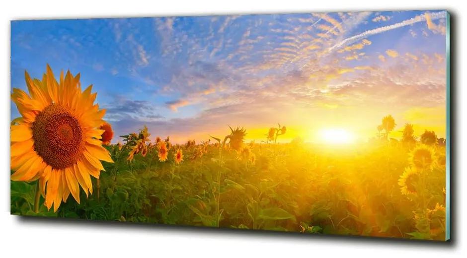 Wallmuralia Fotoobraz na skle Pole slunečníků 125x50 cm