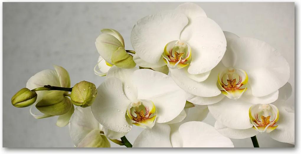 Fotoobraz na skle Bílá orchidej