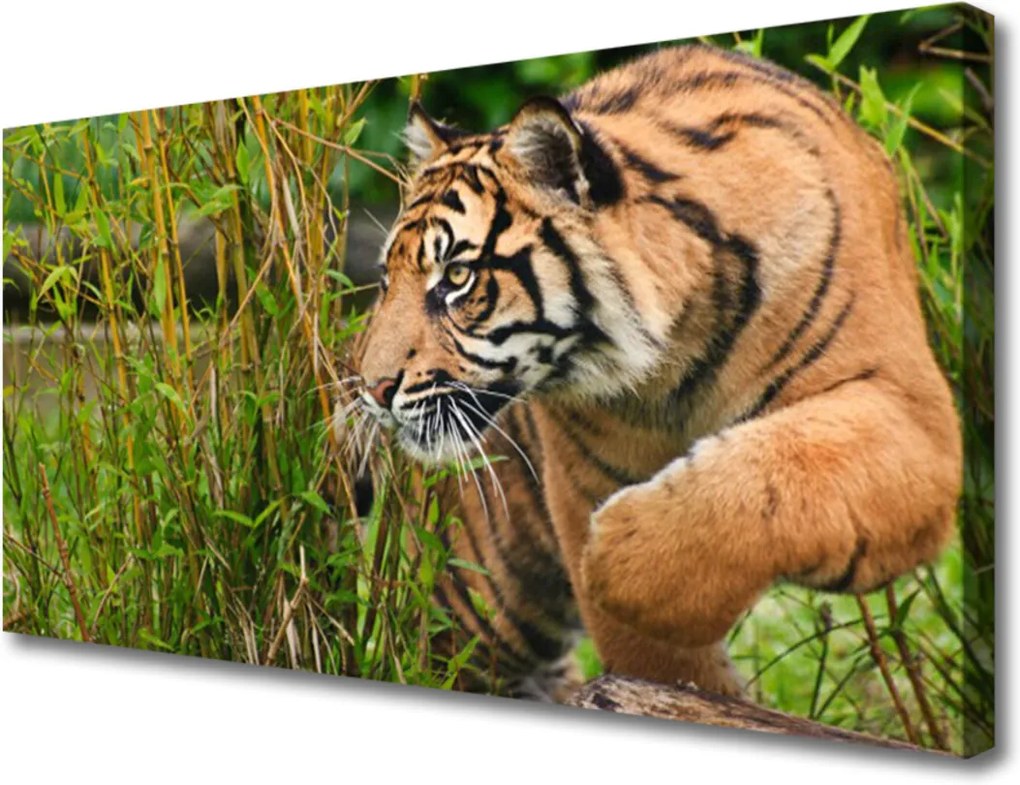 Obraz Canvas Skleněný Tygr Zvířata