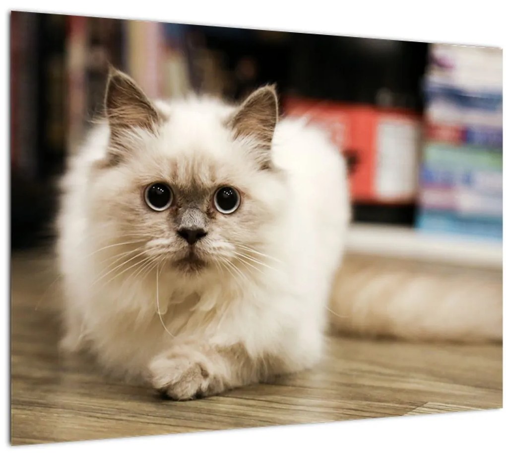 Skleněný obraz bílé kočky (70x50 cm)