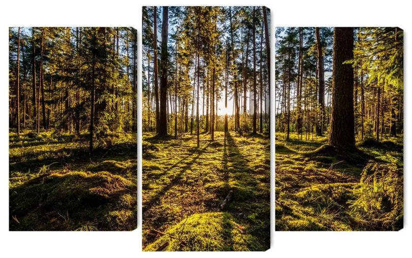 Vícedílný obraz Ranní Sluneční Paprsky V Lese Nedostatek Nedostatek Plátno Canvas 60x40
