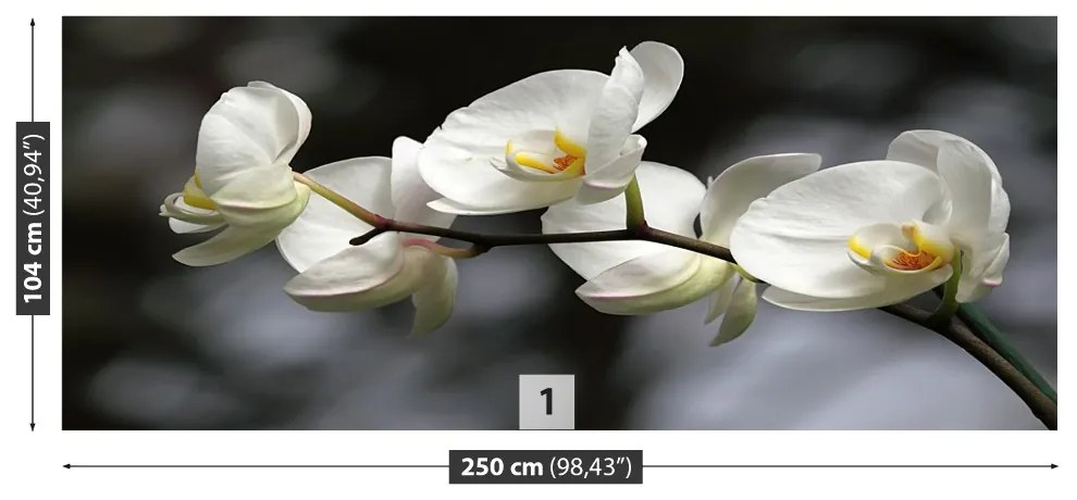 Fototapeta Bílá orchidej 104x70